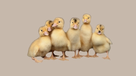 Mule duck - CS roasting duck - Weezyou