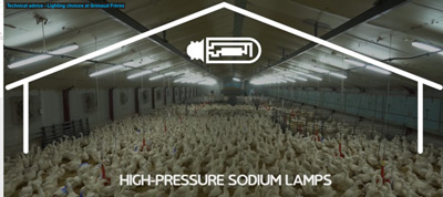 Lighting choices in livestock - Weezyou